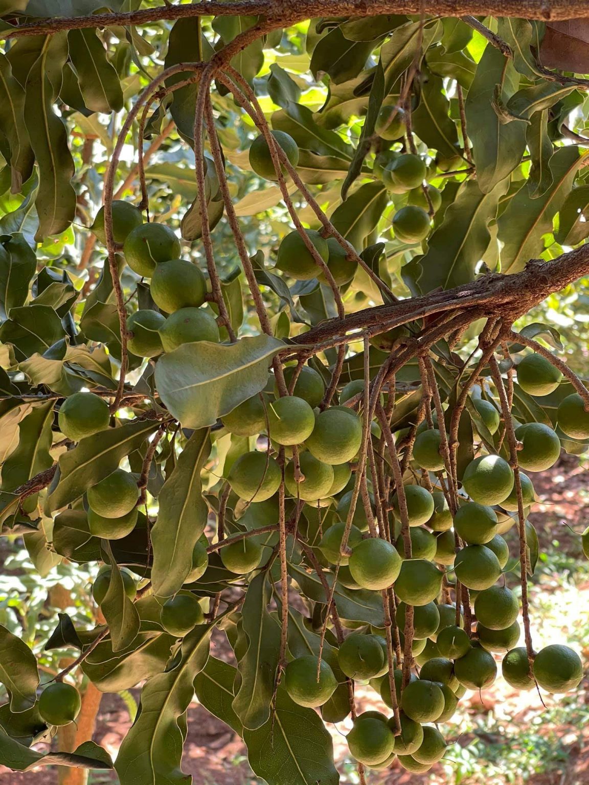 Quy trình chế biến hạt Macca - Máy sấy lò sấy